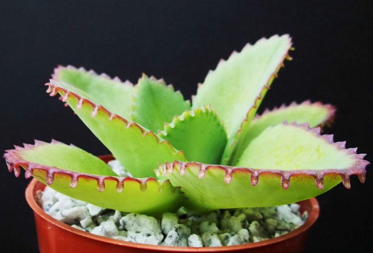 Kalanchoe Plantas Suculentas